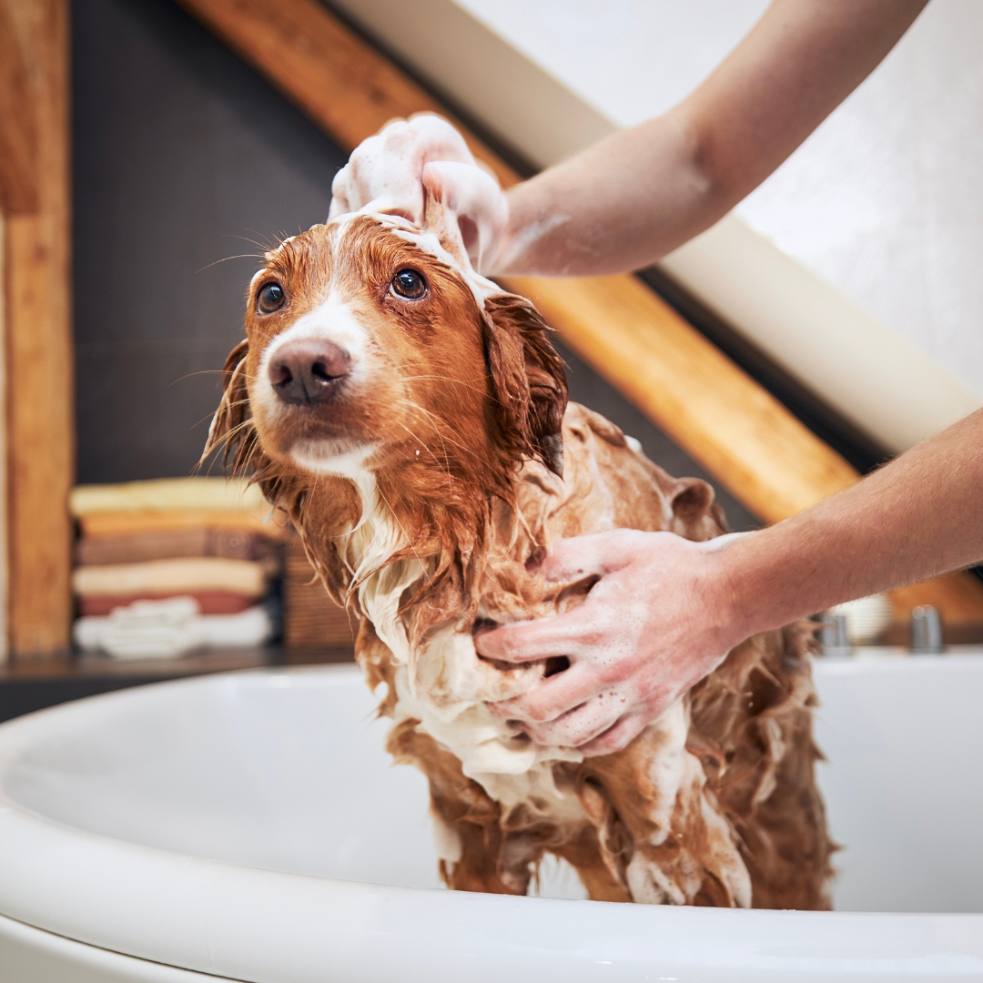 Vilken hundras passar mig? Snabbguide för att hitta din perfekta ...