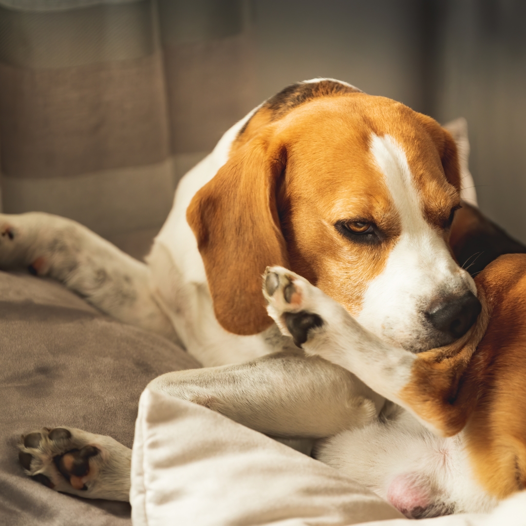Klåda hos hund - Vanliga orsaker och behandlingar när hunden kliar sig