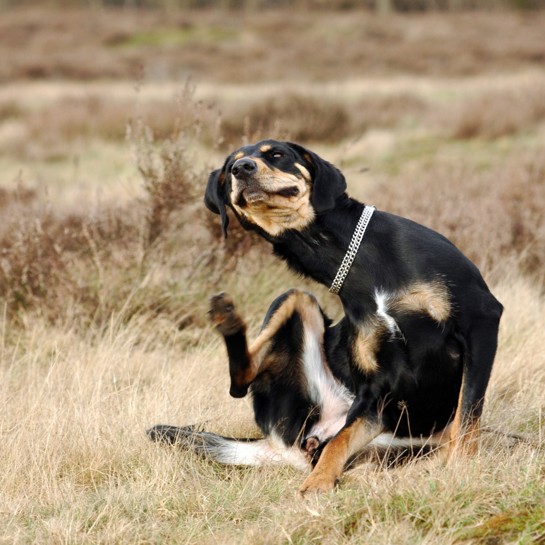 Klåda hos hund - Vanliga orsaker och behandlingar när hunden kliar sig