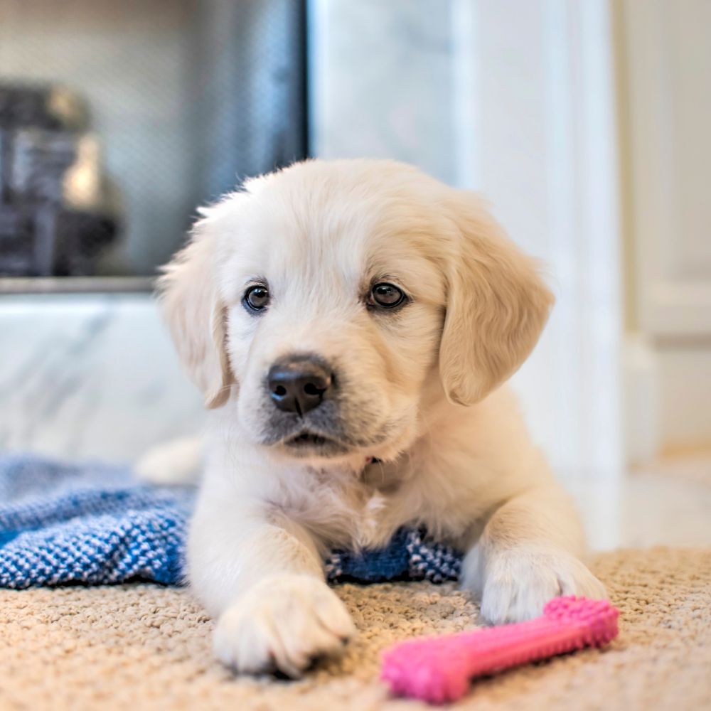 Första tiden med valp - AktivSvea